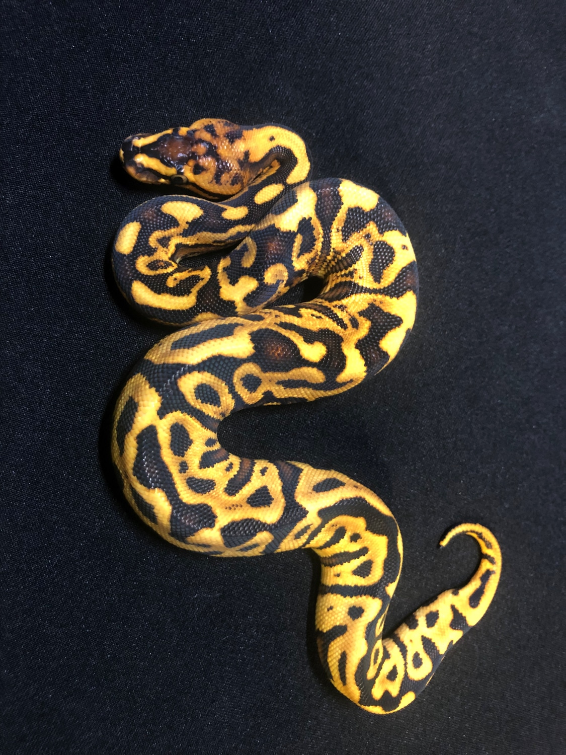 Ghi Leopard Spotnose Yb Het Clown Ball Python by RMsNightstalkers ...