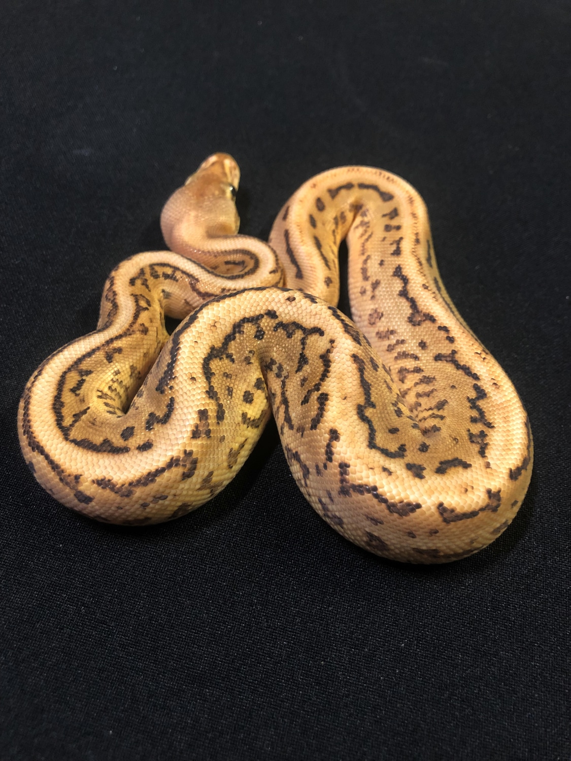 Ghi Leopard Pinstripe Fire Het Clown Ball Python by RMsNightstalkers ...