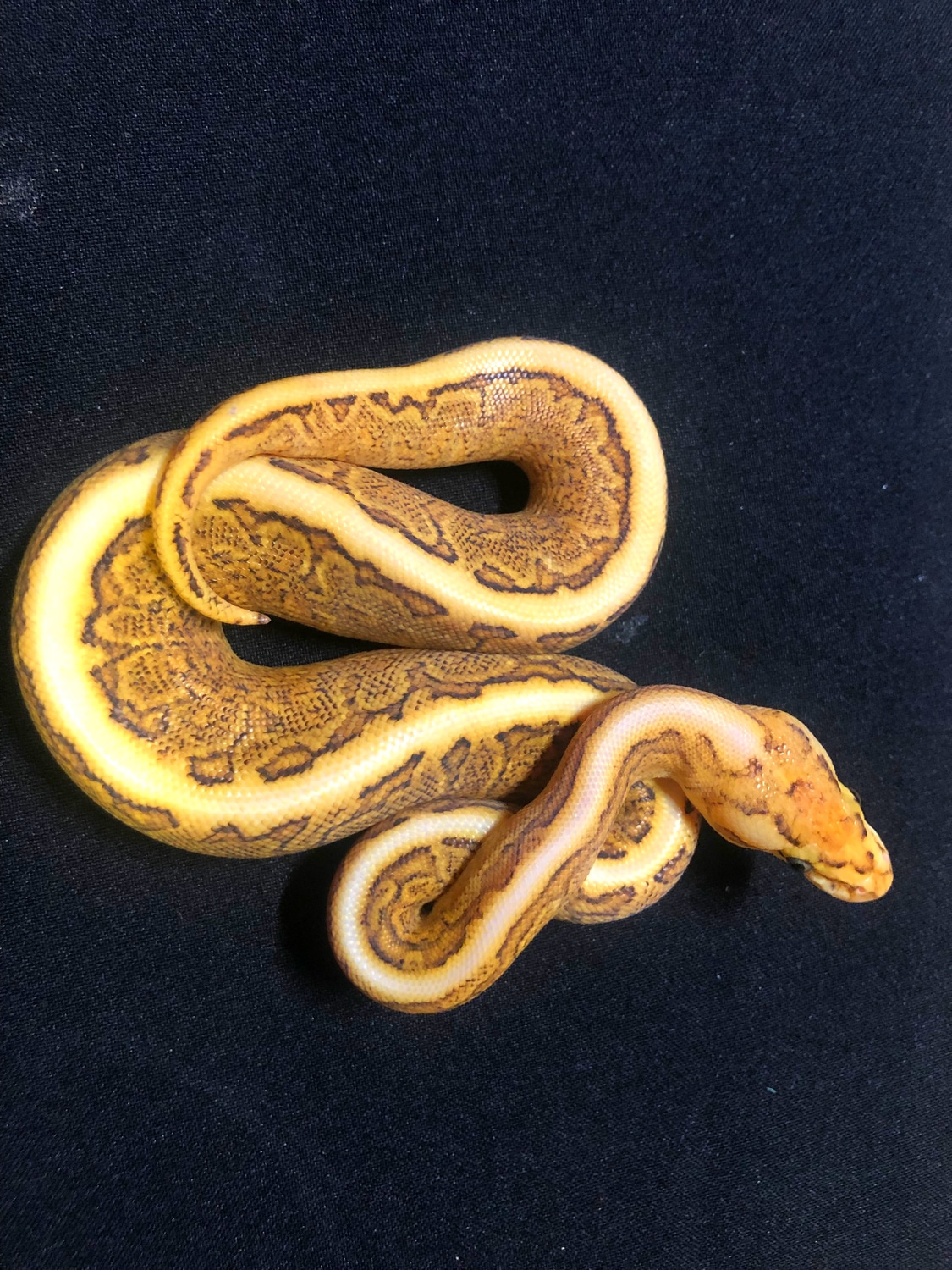Ghi Leopard Pinstripe Fire Yb Het Clown Ball Python by RMsNightstalkers ...