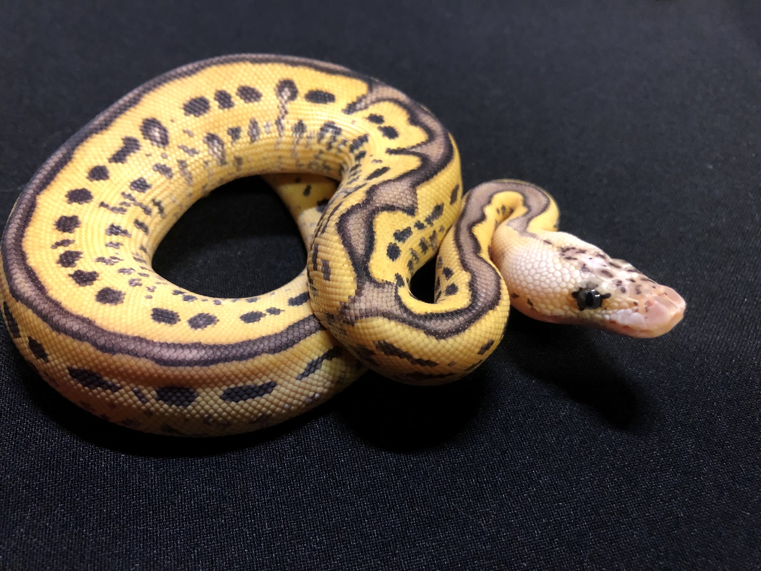 Clown Firefly Leopard Pos.OD Ball Python by RMsNightstalkers - MorphMarket