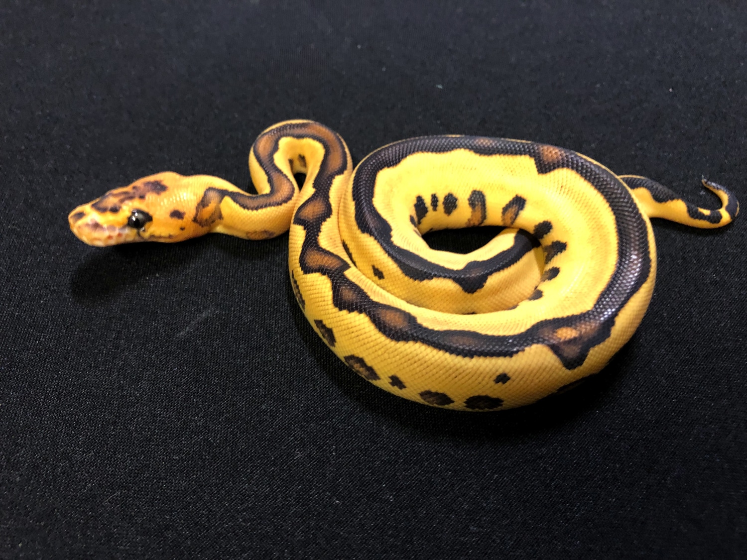 Batman Enchi Fire Od Yb Ball Python by RMsNightstalkers - MorphMarket
