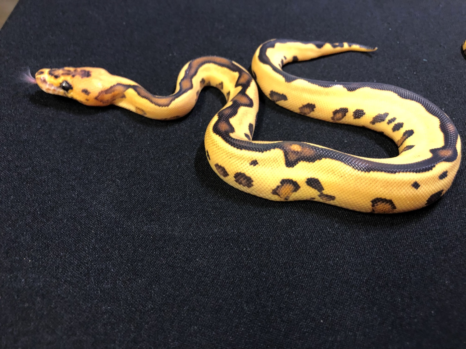 Batman Enchi Fire Od Yb Ball Python by RMsNightstalkers - MorphMarket