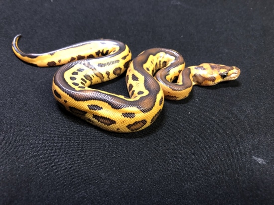Batman Enchi Od Yb Ball Python by RMsNightstalkers