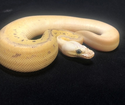 Batman Enchi Fire Od Yb Ball Python by RMsNightstalkers - MorphMarket