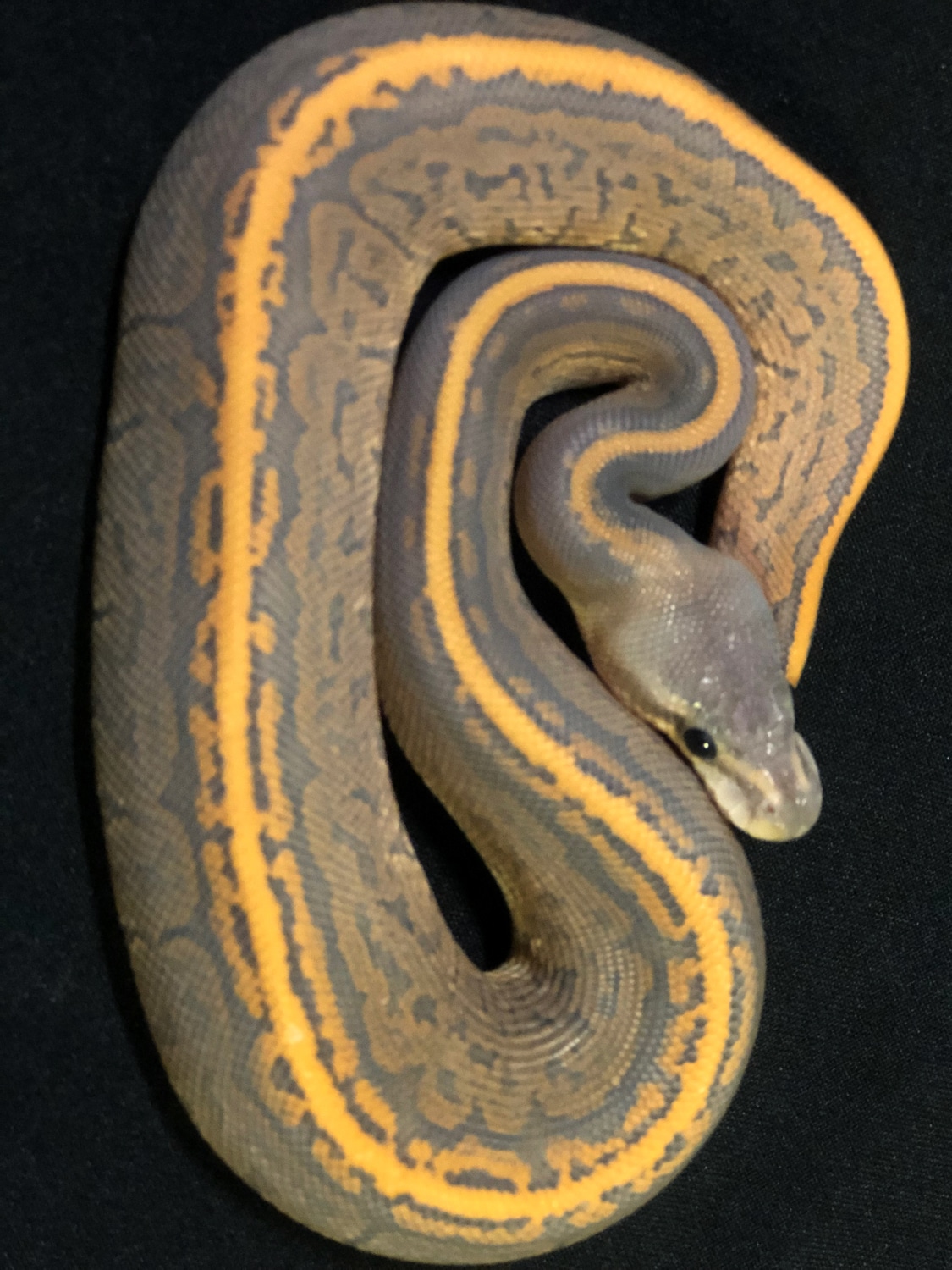 Ghi Black Pastel Pinstripe Ghost Ball Python by RMsNightstalkers - MorphMarket
