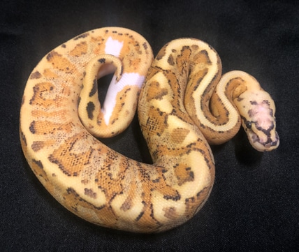 Leopard Spotnose Fire/Vanilla Het Clown JKR Stock Ball Python by Top ...