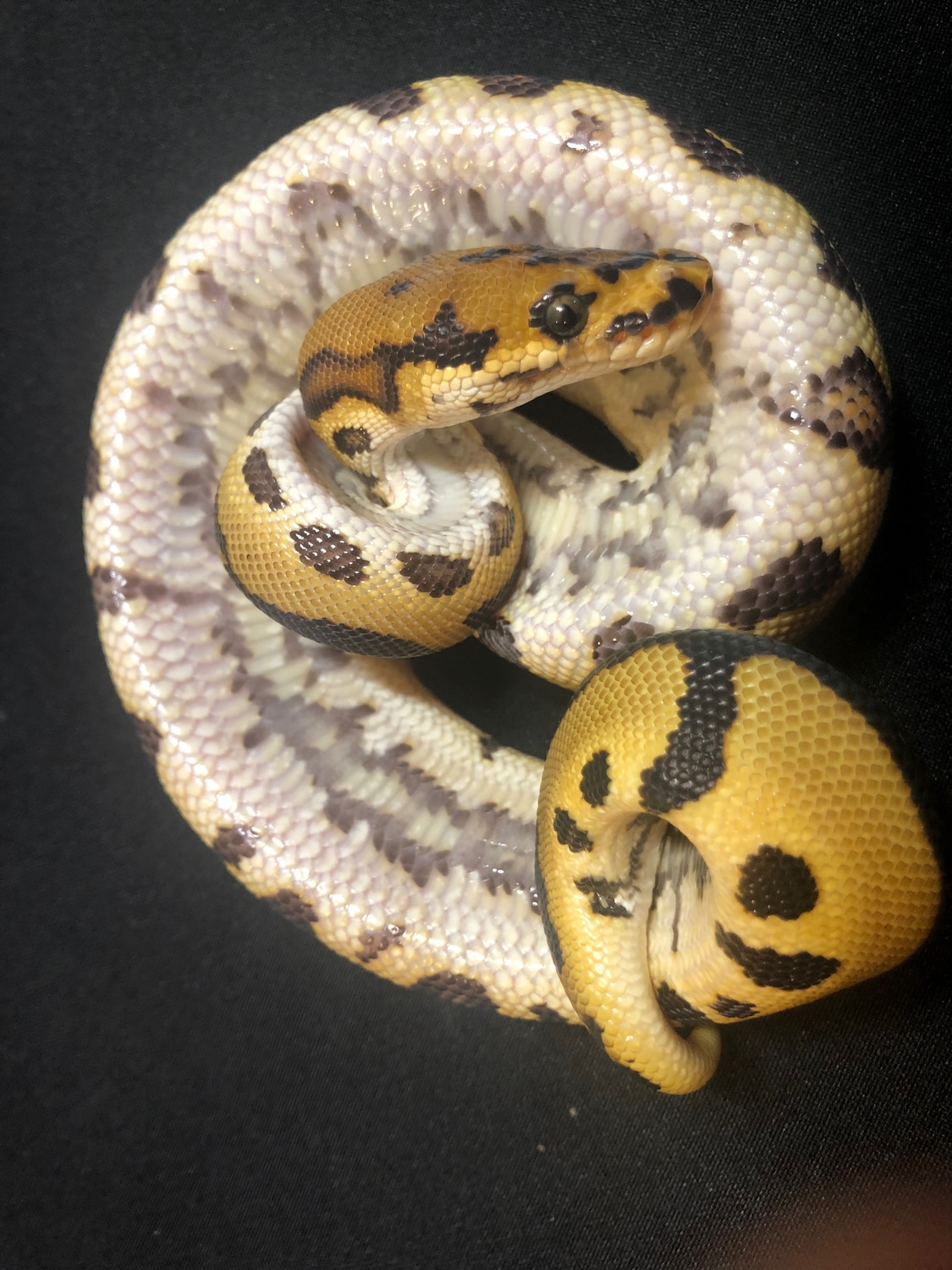 Clown Confusion Ball Python by RMsNightstalkers - MorphMarket