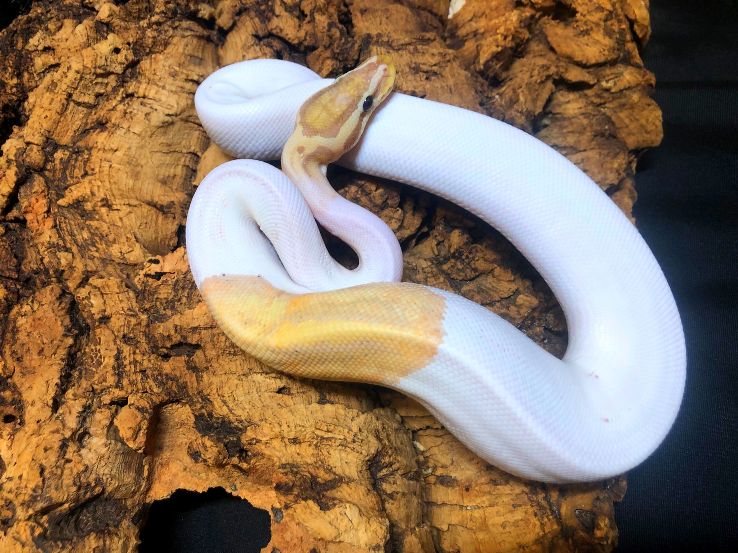 Orange Dream Banana Pied Ball Python by RMsNightstalkers - MorphMarket