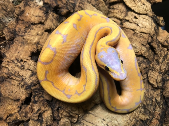 Banana Bp Ghi Orange Dream Pin Ball Python by RMsNightstalkers