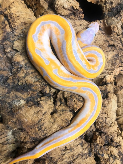 Super Orange Dream Bongo Enchi Pinstripe Ball Python by RMsNightstalkers