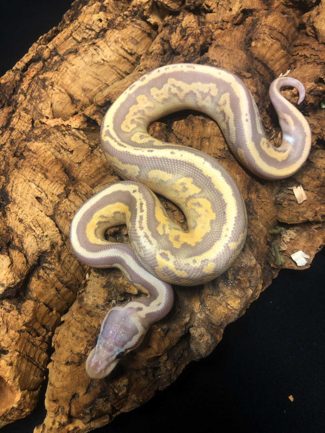 Banana Bongo Cinnamon Mojave Yb Het Pied Fem Ball Python by ...