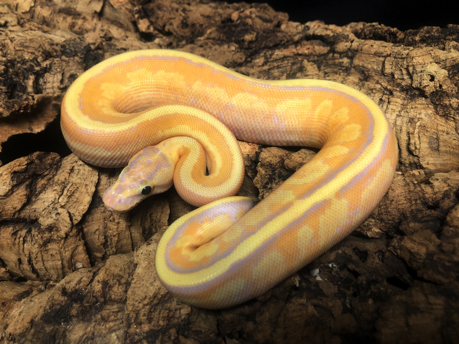 Banana Bongo Super Stripe Ball Python by RMsNightstalkers - MorphMarket