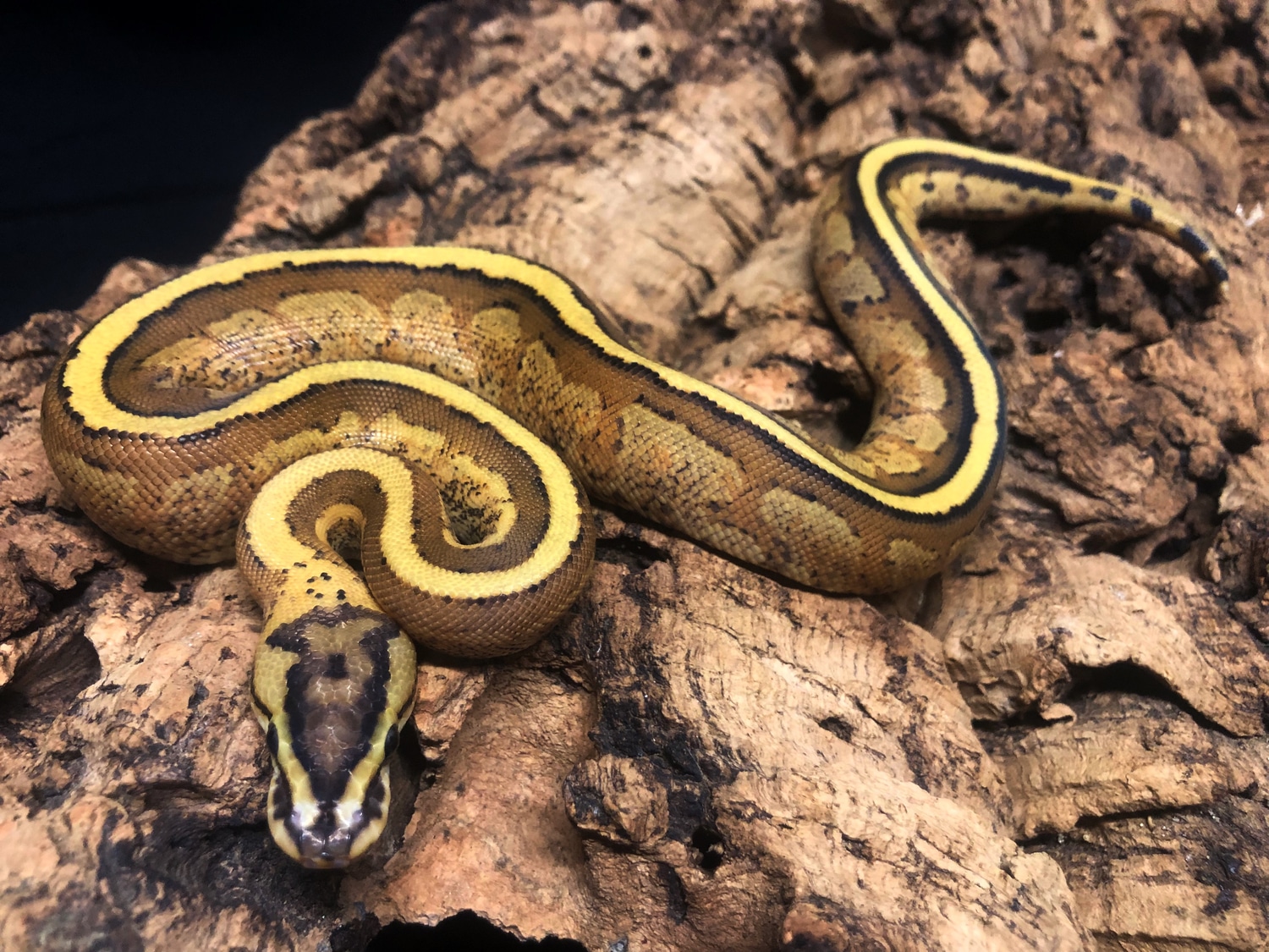 Bongo Super Stripe Ball Python by RMsNightstalkers - MorphMarket