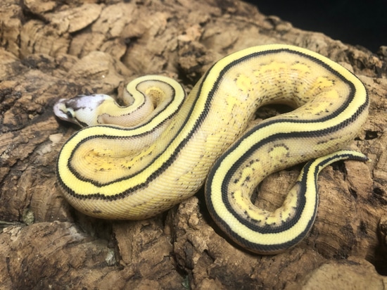 Pastel Super Stripe Ball Python by RMsNightstalkers