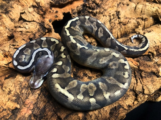 Pewter Bongo Ghi Fire Ball Python by RMsNightstalkers