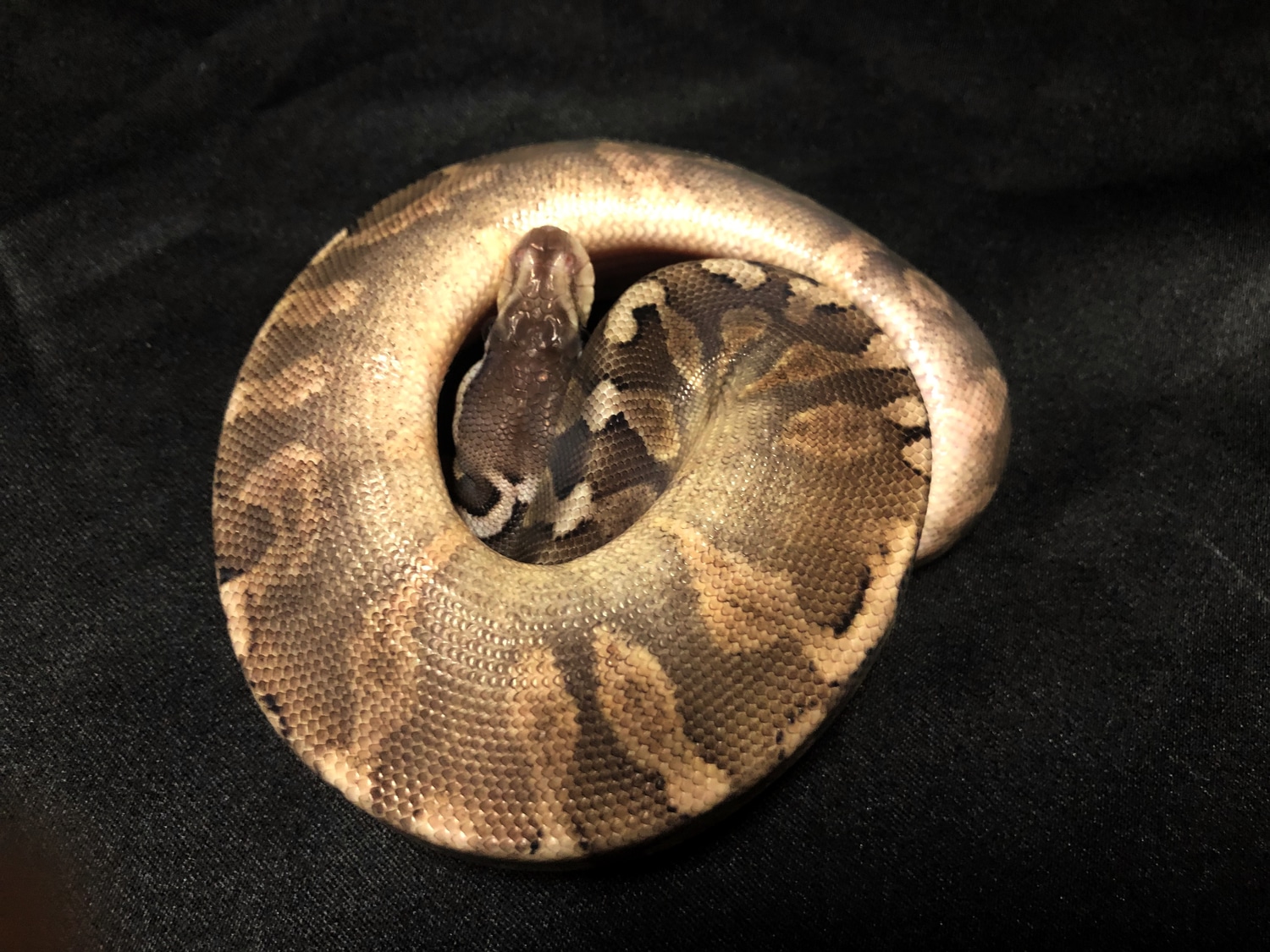 Bongo Ghi Fire Ball Python by RMsNightstalkers - MorphMarket