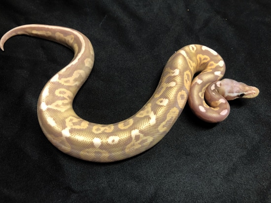 Banana Ghi Pewter Fire Ball Python by RMsNightstalkers