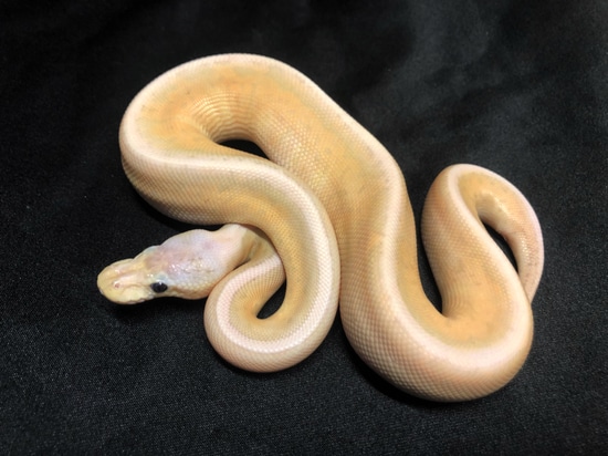 Bongo Ghi Pin Pastel Fire Ball Python by RMsNightstalkers