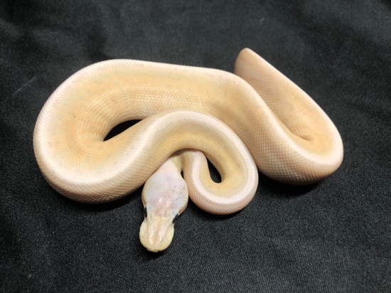 Bongo Ghi Pin Pastel Fire Ball Python by RMsNightstalkers