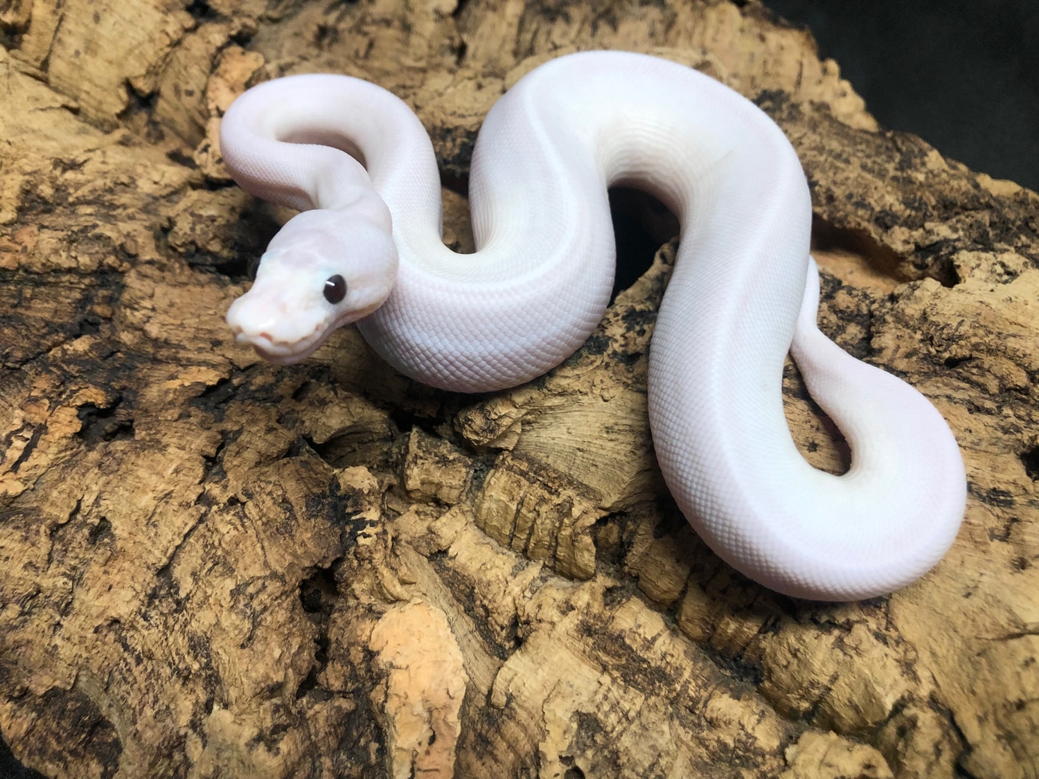 Ivory Ball Python by RMsNightstalkers - MorphMarket