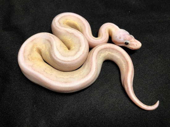 Banana Pastel Bongo Fire Super Stripe Ball Python by RMsNightstalkers