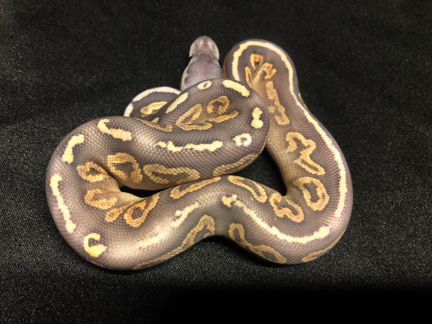 Bongo Black Pastel Enchi Ghost Ball Python by RMsNightstalkers ...