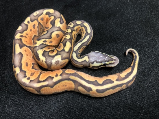 Bongo Enchi Pastel Ghost Fem Ball Python by RMsNightstalkers