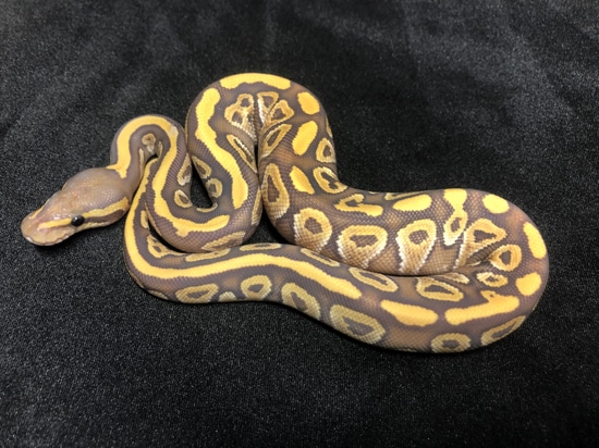 Black Pastel Ghost Fem Ball Python by RMsNightstalkers