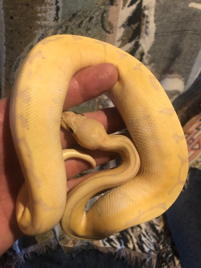 Orange Dream Cinnamon Enchi Ghi Pin Ball Python by RMsNightstalkers