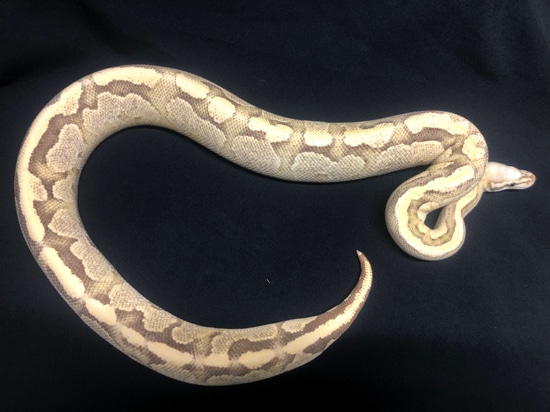 Vanilla Cream Ball Python by RMsNightstalkers