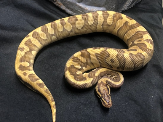 Confusion Enchi Pastel Pos.het Clown Ball Python by RMsNightstalkers