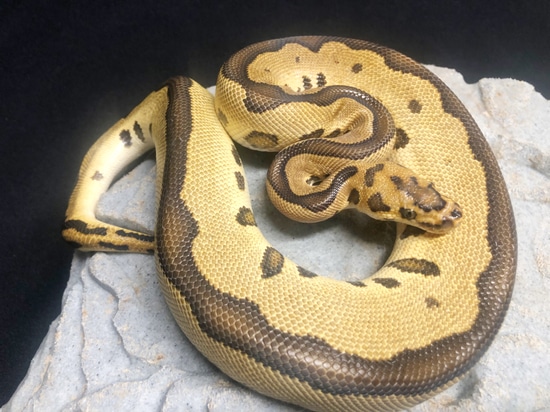 Clown Confusion Ball Python by RMsNightstalkers
