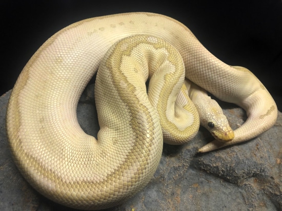 Clown Pastel Bamboo Ball Python by RMsNightstalkers