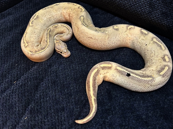 Highway Ball Python by RMsNightstalkers