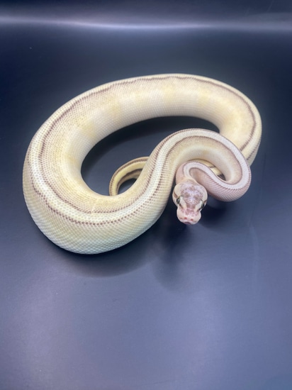 Super Pastel YB G Stripe Ball Python by BR Pythons and Reptiles