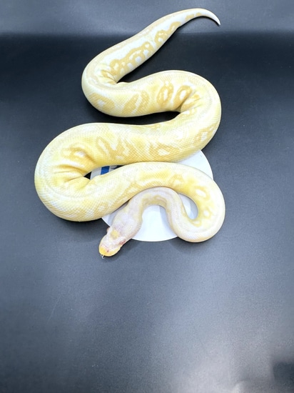 Albino Pewter Male Ball Python by BR Pythons and Reptiles