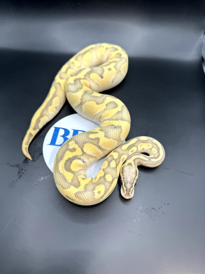 Hypo Pastel Butter Enchi Male Ball Python by BR Pythons and Reptiles