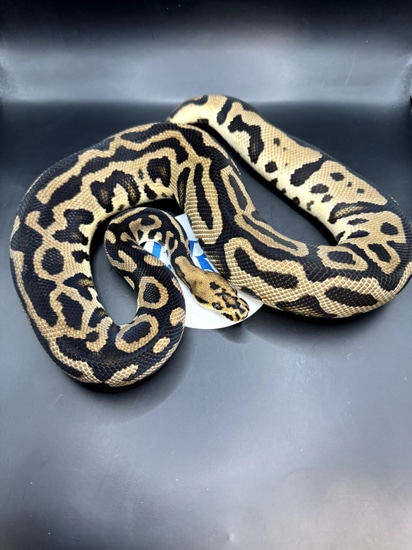 Batman Male Ball Python by BR Pythons and Reptiles