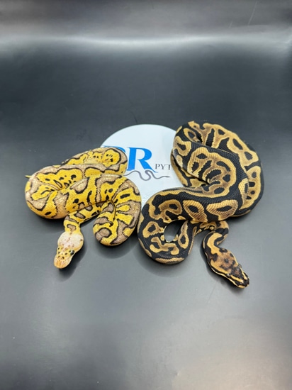 1.1 Male Spotnose Leopard Het Clown Female Pastel Fire Clown Ball ...