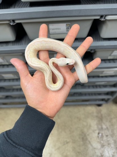 Ivory Clown Plus Ball Python by BR Pythons and Reptiles