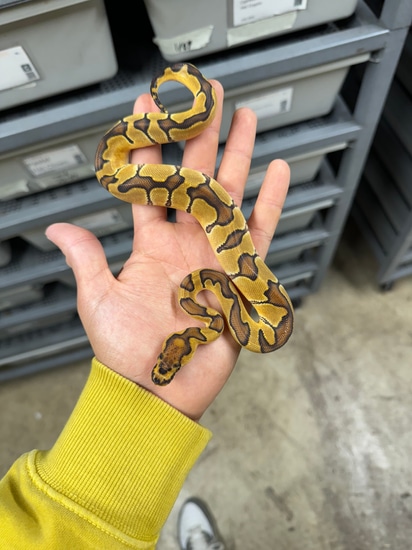 Enchi Clown Ball Python by BR Pythons and Reptiles