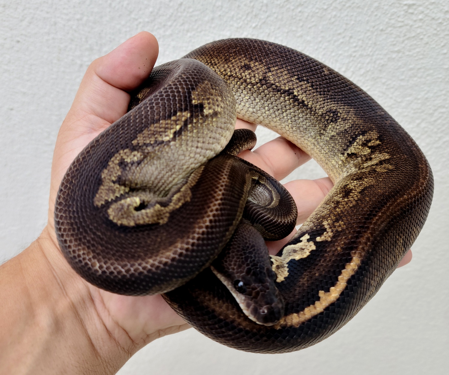 Blackhead Gargoyle Ball Python by Uncanny Critters - MorphMarket