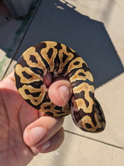 FEM Spotnose Crypton C.2 Ball Python by Uncanny Critters