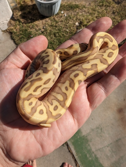 FEM Spotnose Butter Enchi Confusion Crypton C.2 Ball Python by Uncanny ...