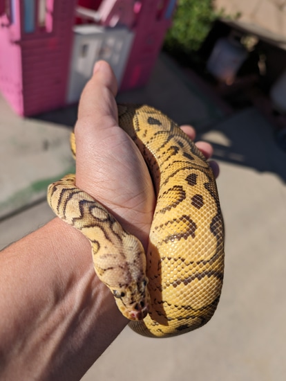Yb Pastel Lace Clown Ball Python by Uncanny Critters