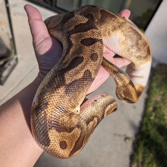 Enchi Gene X Pied Ball Python by Uncanny Critters