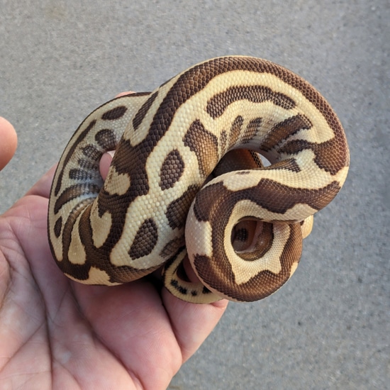 Butter Leopard Enchi Crypton Ball Python by Uncanny Critters