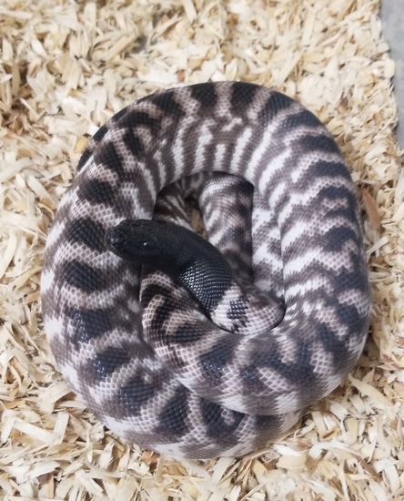 2022 .1 Axanthic Blackheaded Python W/ 100% Het Male Black-Headed ...