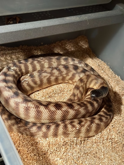 PRICE INCLUDES SHIPPING 2020 Male Eastern Blackheaded Python Black ...