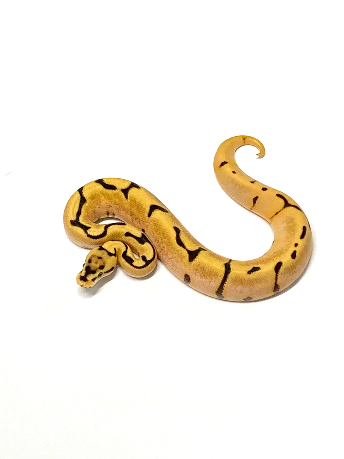 *SALE* HI OD Enchi Fire Spider 50% Double Het Albino Pied Ball Python ...